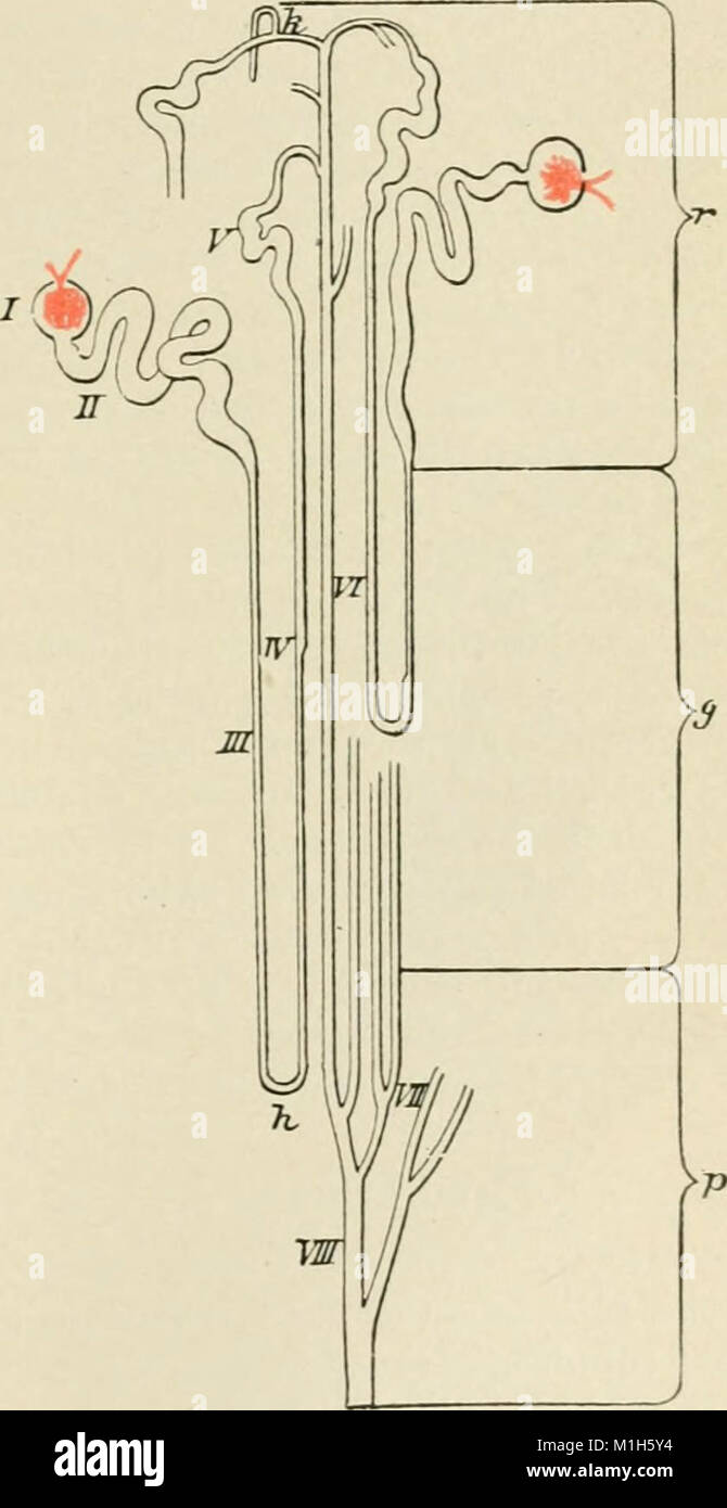 Das 1906 erschienene Textbuch der menschlichen Physiologie behandelt ...