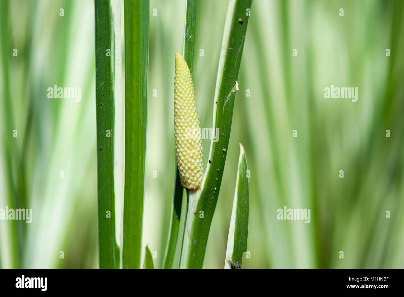 Acorus calamus, Kalmus, Kalmus, Kalmus, Ratte root, süße Segge, Flagge ...