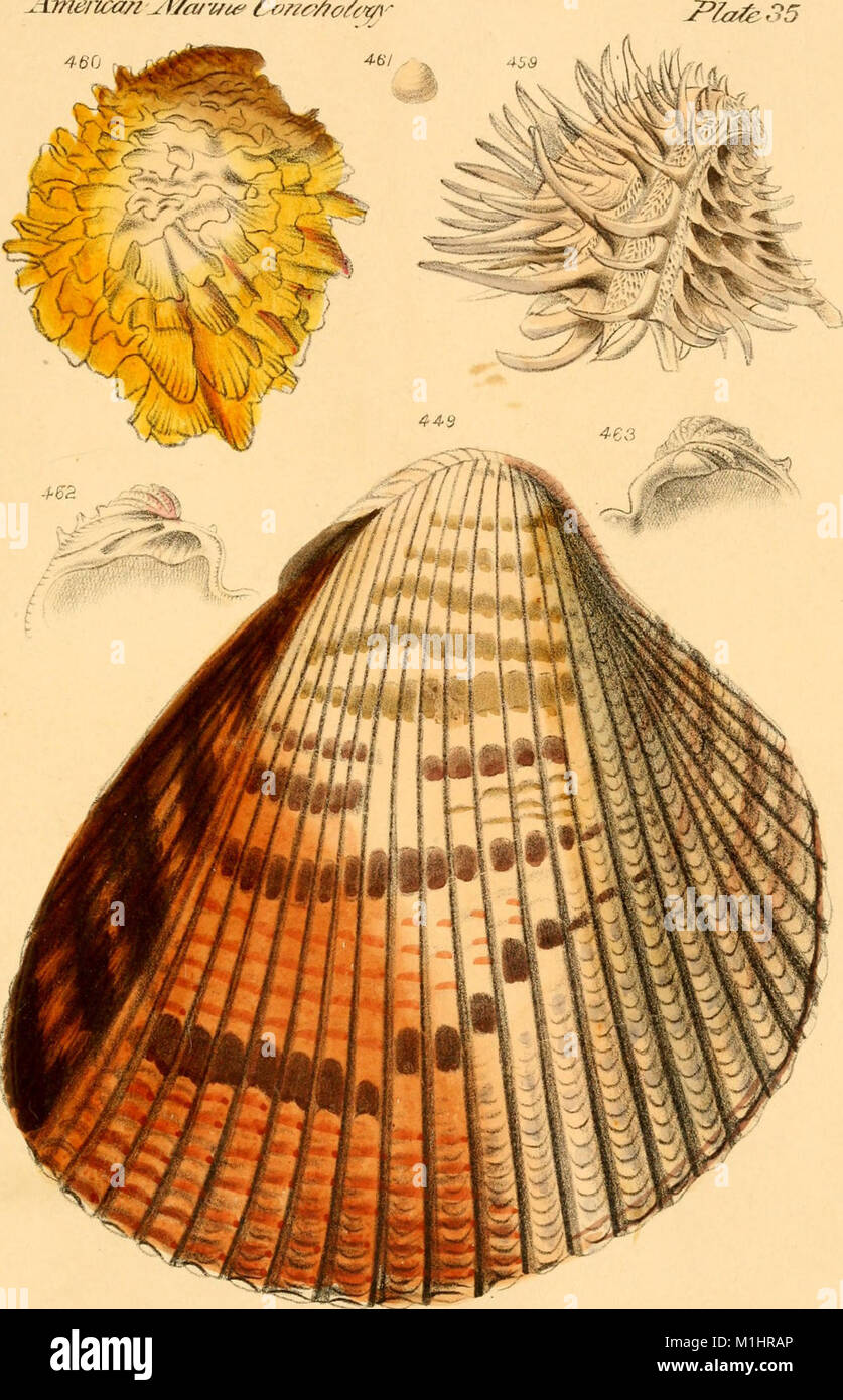 Diese Arbeit von 1873 konzentriert sich auf die Meereskonchologie der ...
