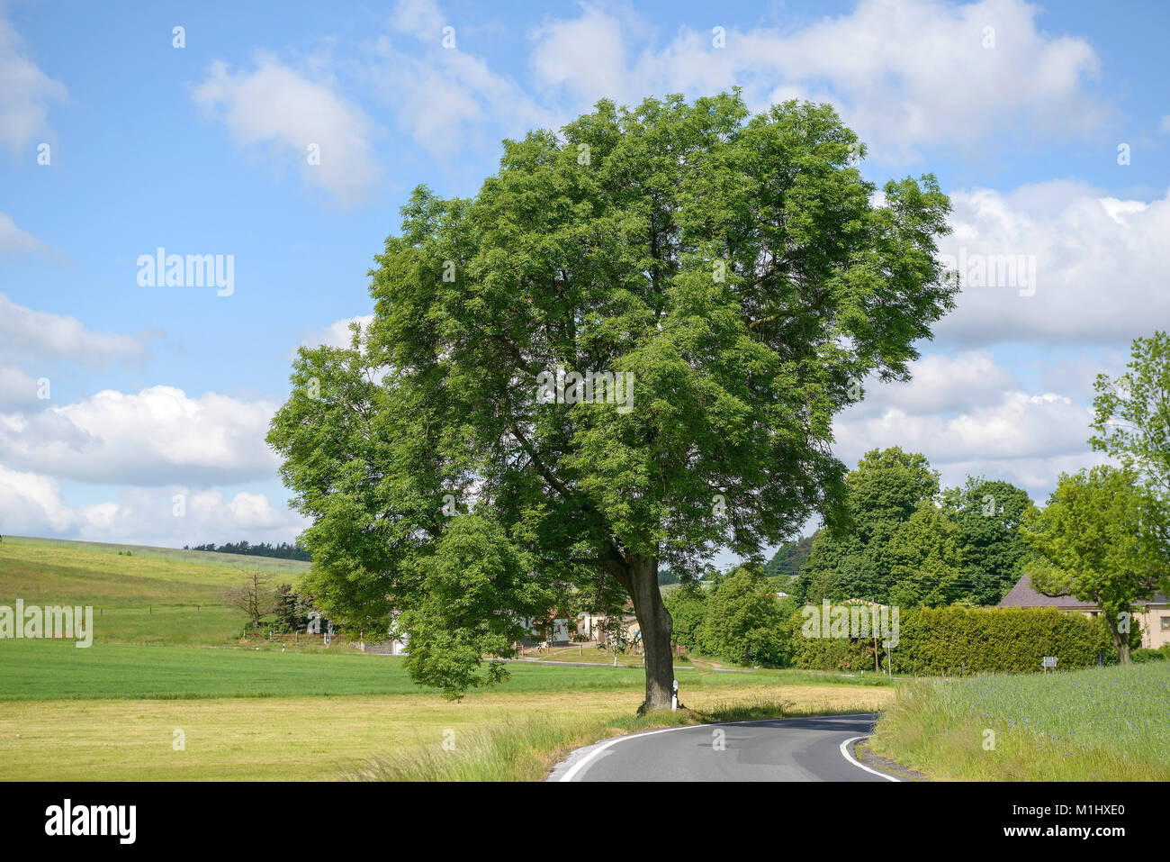 Gemeinsame Esche (Fraxinus excelsior), die Gemeine Esche (Fraxinus ...