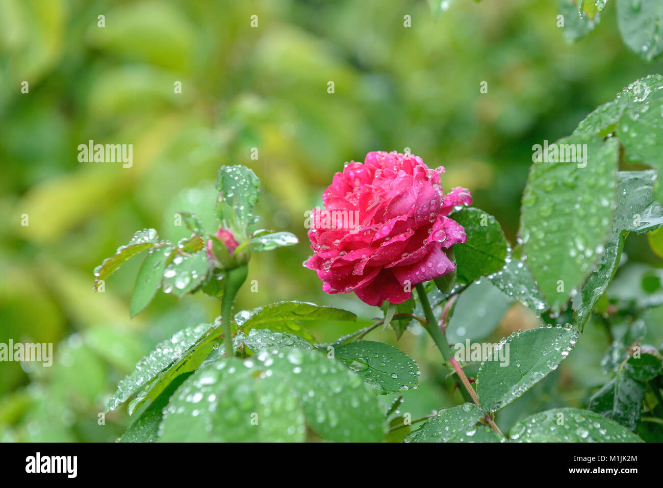 Portland Rose (rosa Rose de Rescht), Portland-Rose (Rosa Rose de Rescht ...