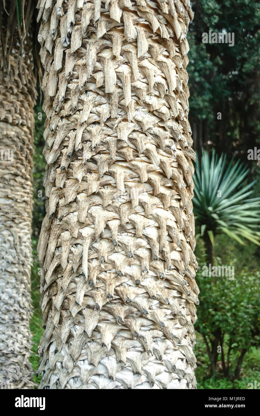 Yucca rost rata -Fotos und -Bildmaterial in hoher Auflösung – Alamy