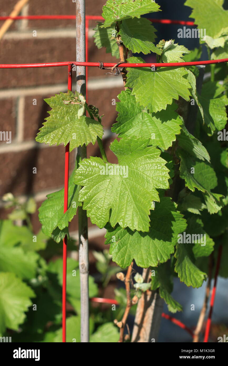 Von weintrauben reben -Fotos und -Bildmaterial in hoher Auflösung – Alamy