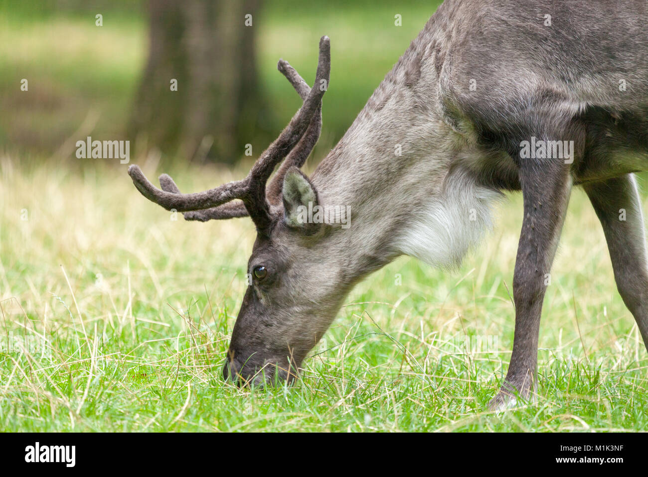 Rentiere lappland -Fotos und -Bildmaterial in hoher Auflösung - Seite 2 ...