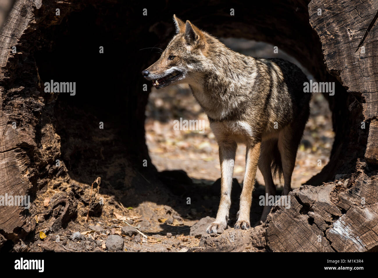 Schakal indien -Fotos und -Bildmaterial in hoher Auflösung – Alamy