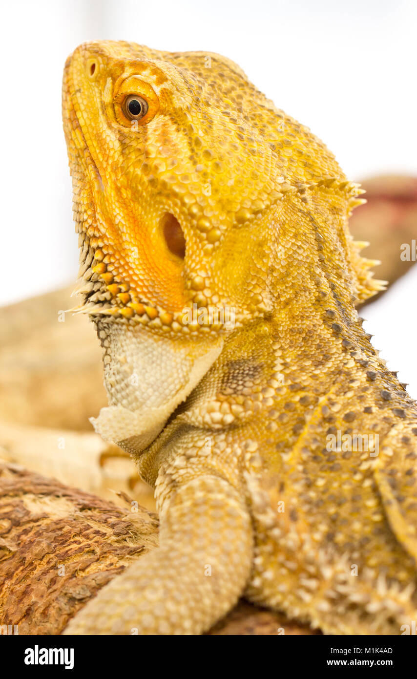 Männliche bartagame pogona arten -Fotos und -Bildmaterial in hoher ...