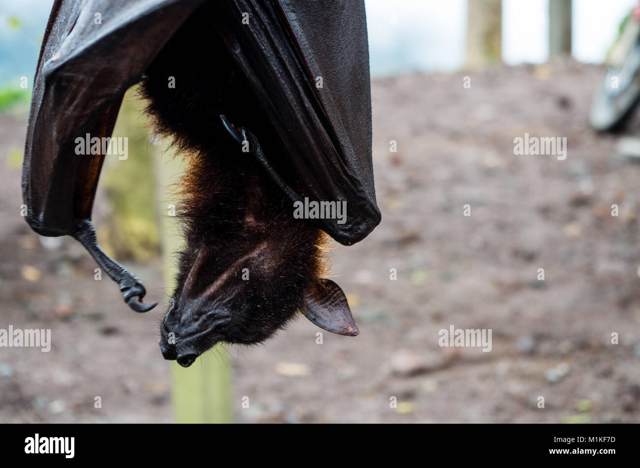 Fliegender hund -Fotos und -Bildmaterial in hoher Auflösung – Alamy