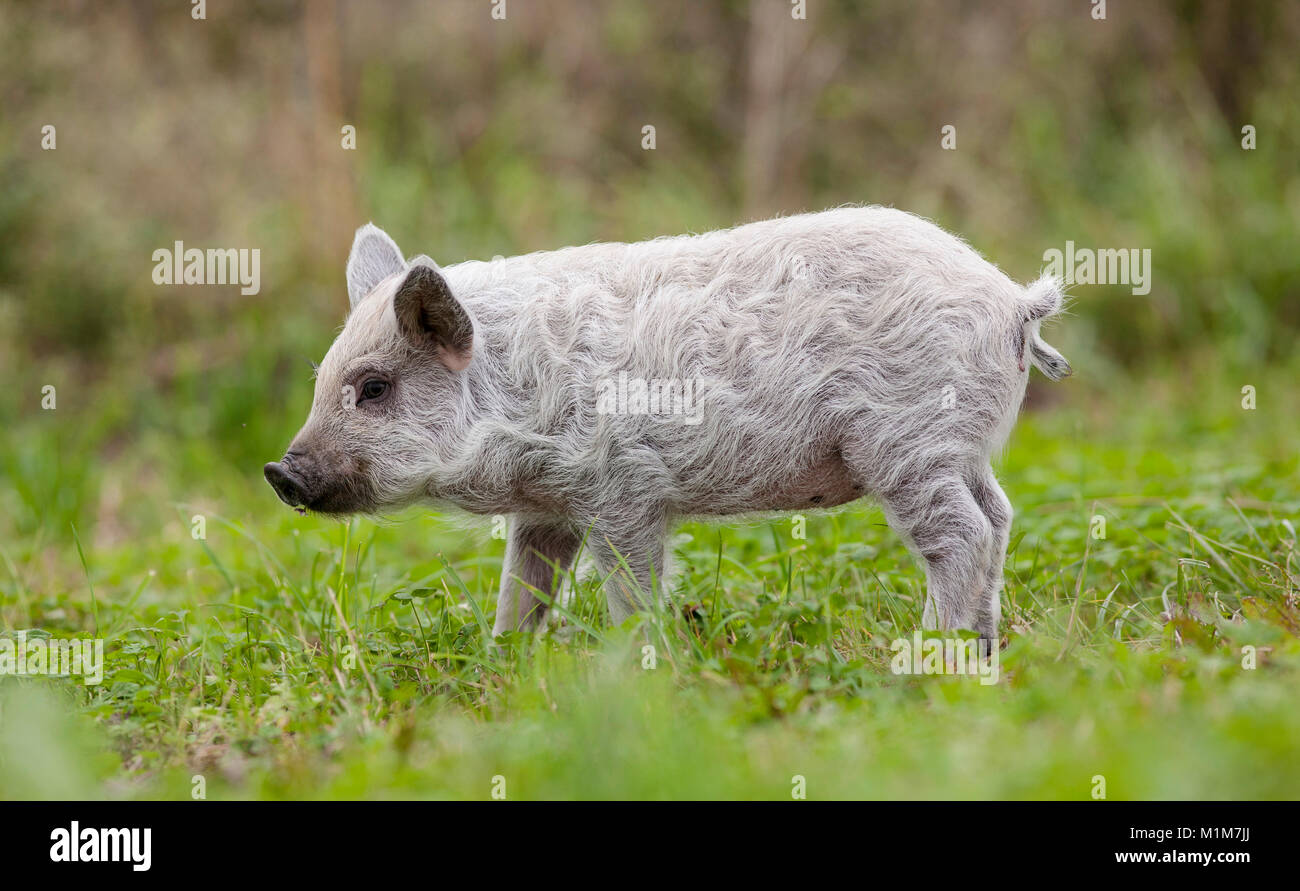 Mangalica. Ferkel auf der Wiese. Deutschland Stockfotografie - Alamy