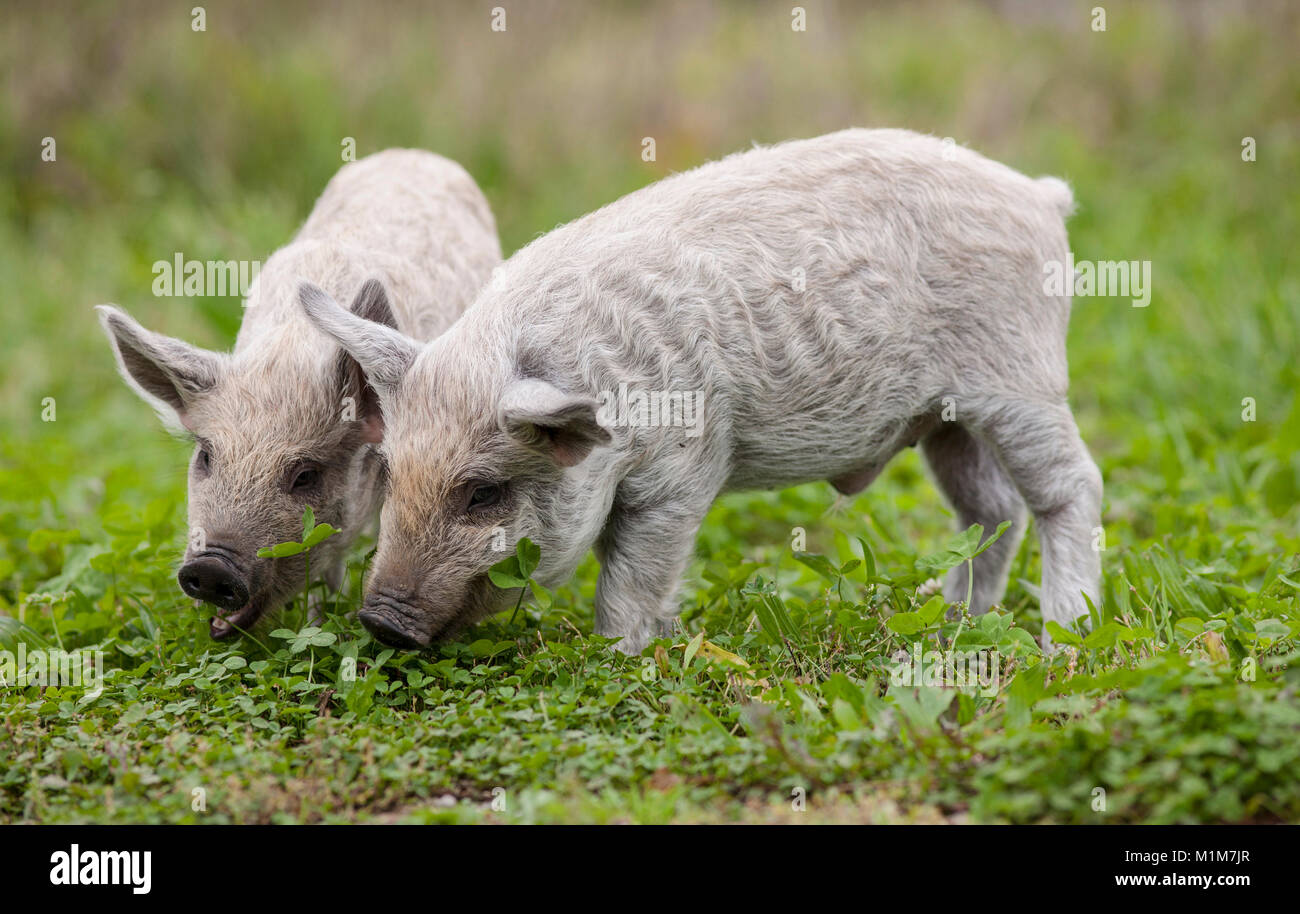 Zwei ferkel -Fotos und -Bildmaterial in hoher Auflösung – Alamy