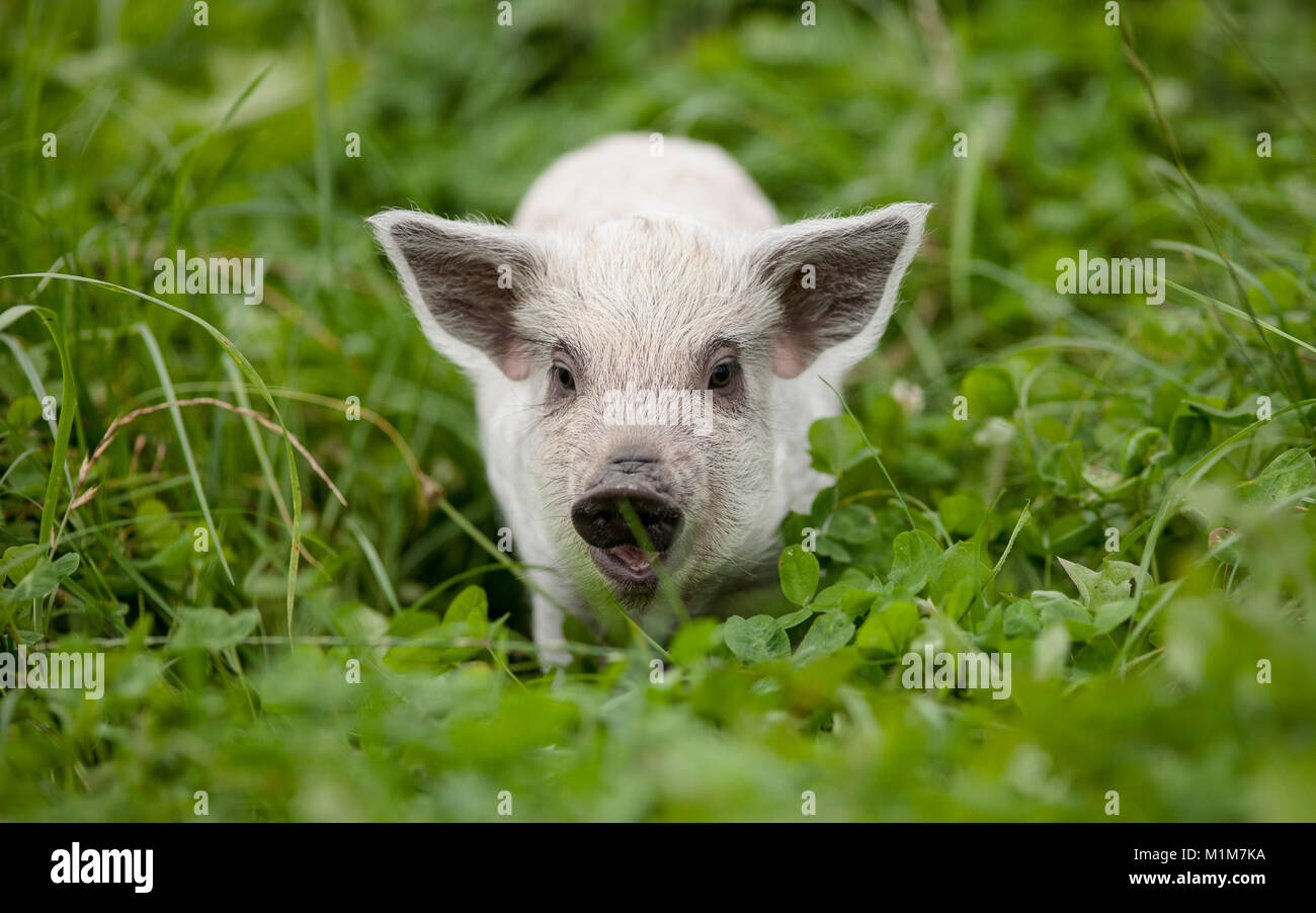 Mangalica. Ferkel auf der Wiese. Deutschland Stockfotografie - Alamy