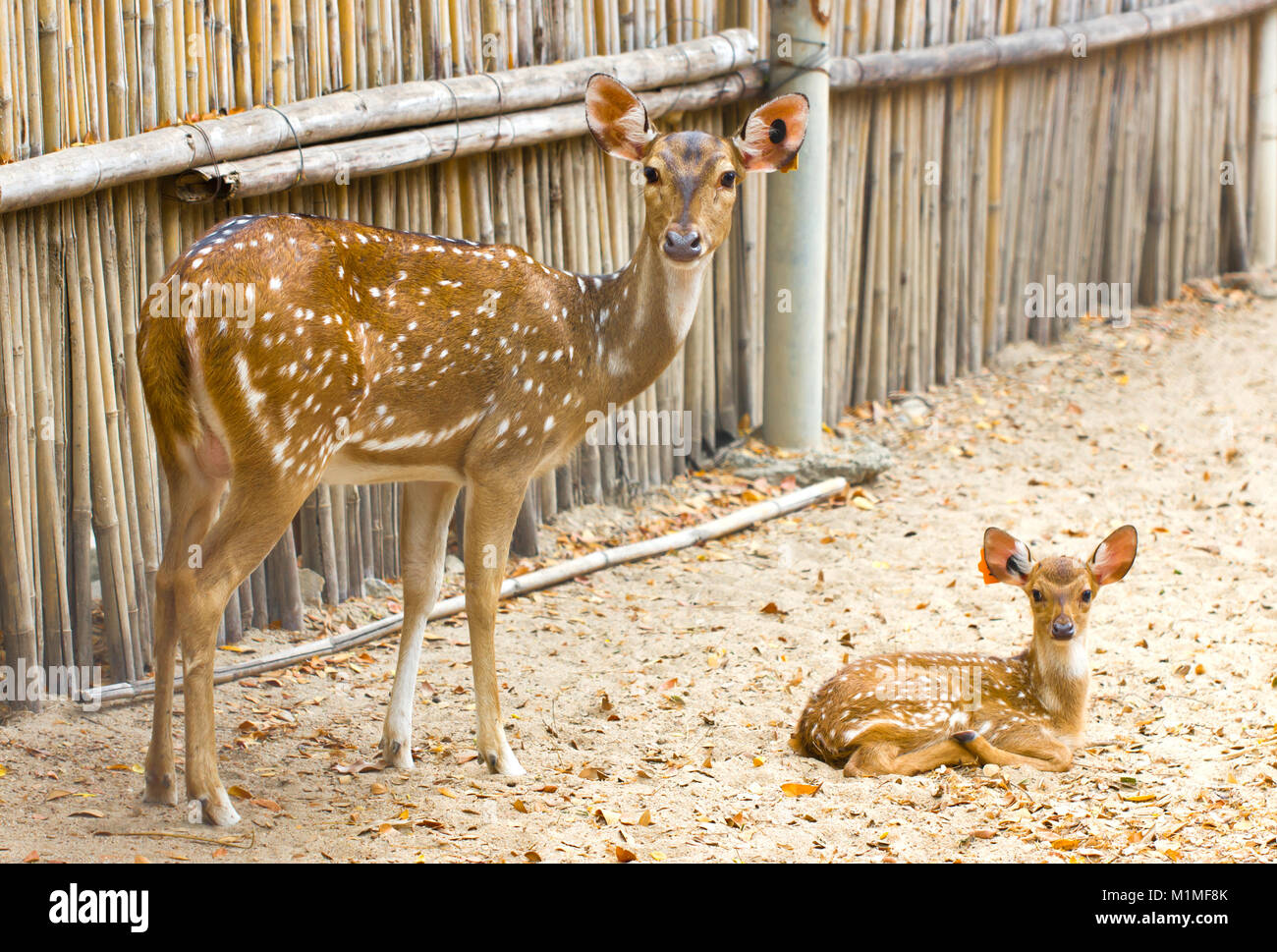 Baby chital -Fotos und -Bildmaterial in hoher Auflösung – Alamy