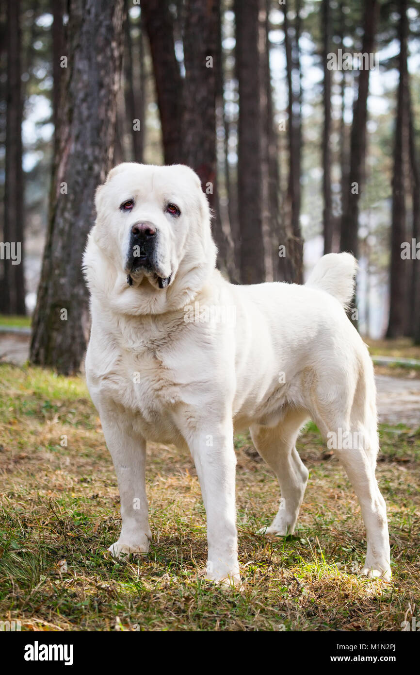 Alabai sommer -Fotos und -Bildmaterial in hoher Auflösung – Alamy