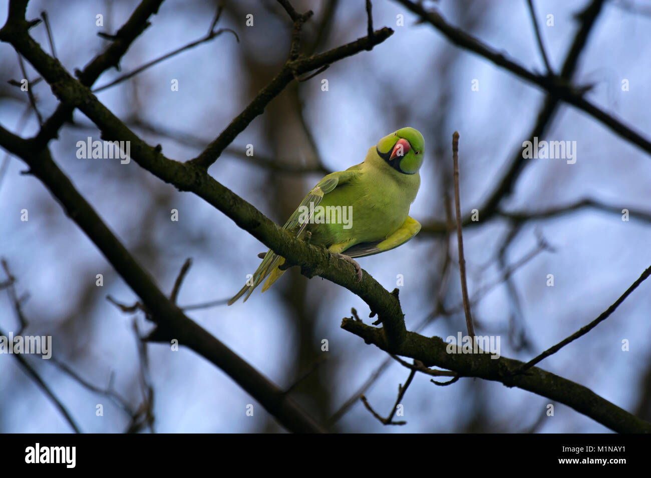 Ring Necked Parakeet, Rose-ringed parakeet, Psittacula Kramer, in einem ...