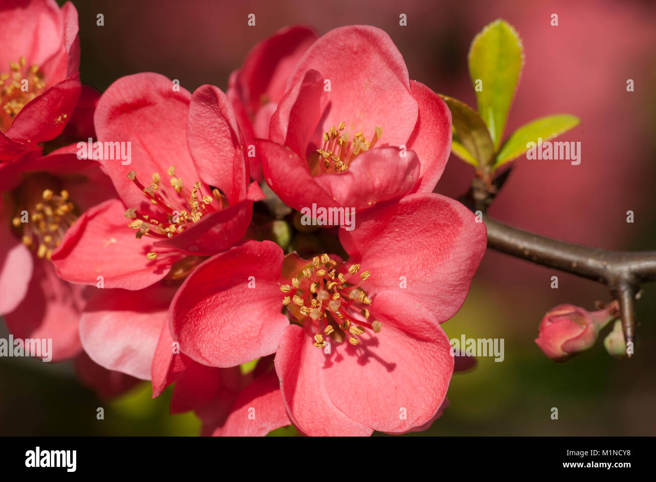 Chaenomeles japonica, Japanische Zierquitte, blühende Quitte ...