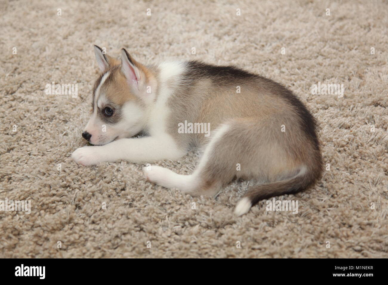 Husky welpe -Fotos und -Bildmaterial in hoher Auflösung – Alamy