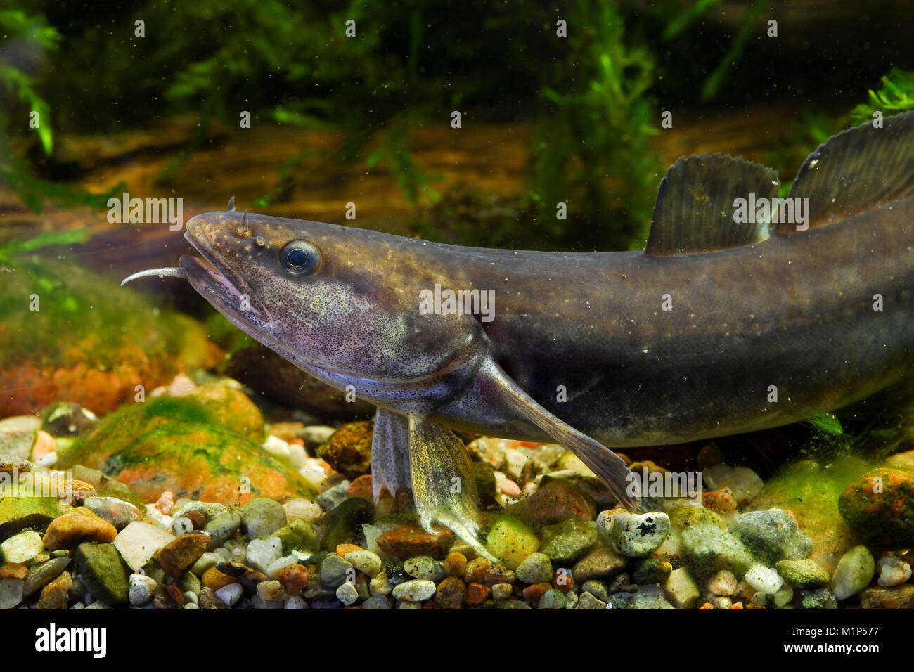 Quappe, Rutte, Trüsche, Ruppe, Aalrutte, Aalquappe, Quappaal, Lota Lota ...