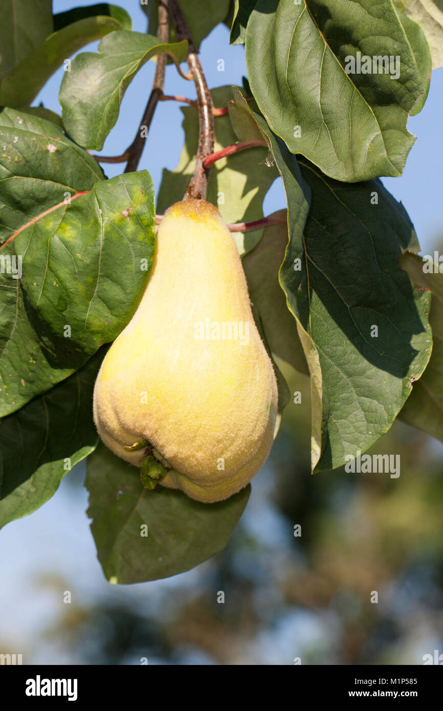 Echte Quitte, Frucht, Früchte, Cydonia oblonga, Quitte, Obst ...