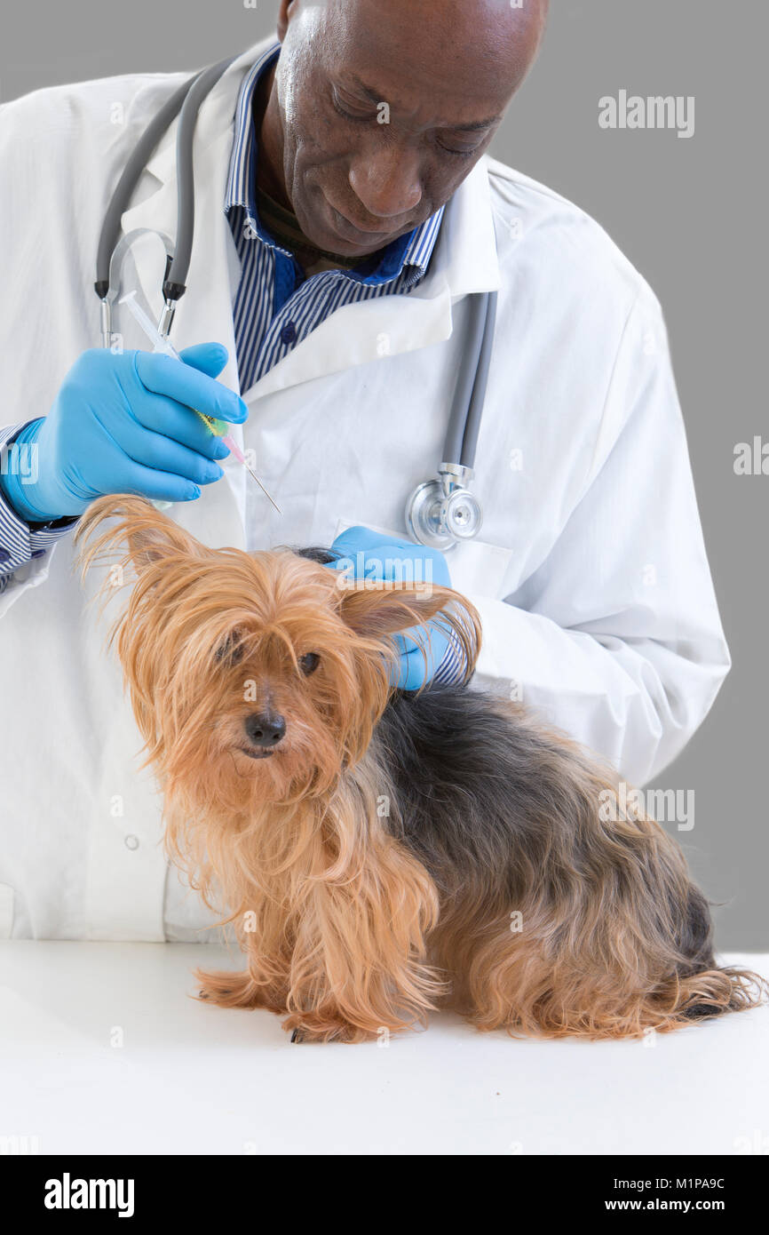 Krankenhaus Tierarzt Stockfotos und -bilder Kaufen - Alamy