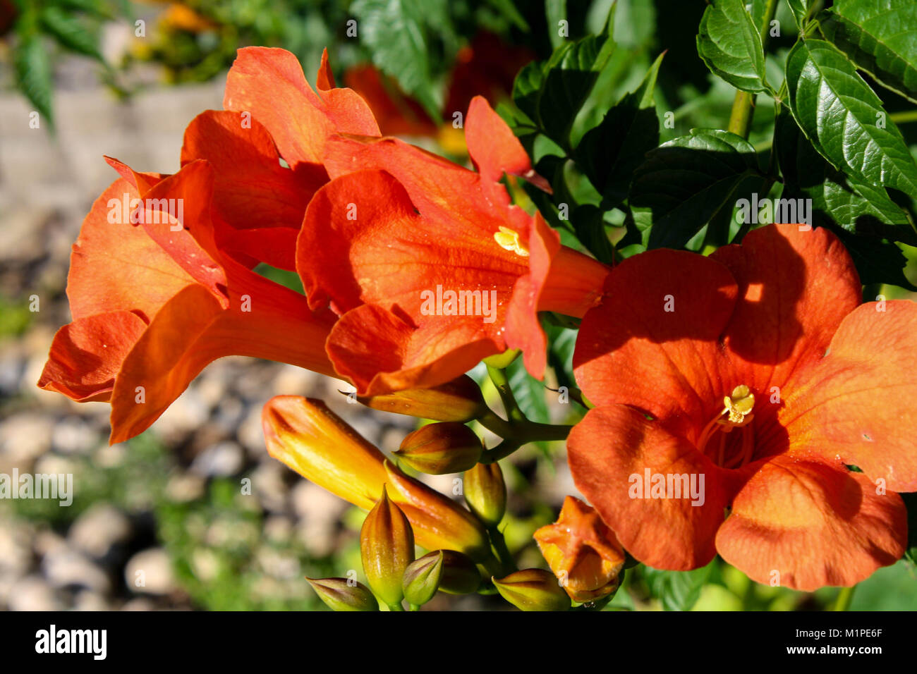 Rot orange blumen -Fotos und -Bildmaterial in hoher Auflösung – Alamy