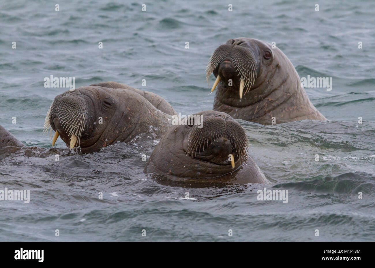 Walross herde -Fotos und -Bildmaterial in hoher Auflösung – Alamy