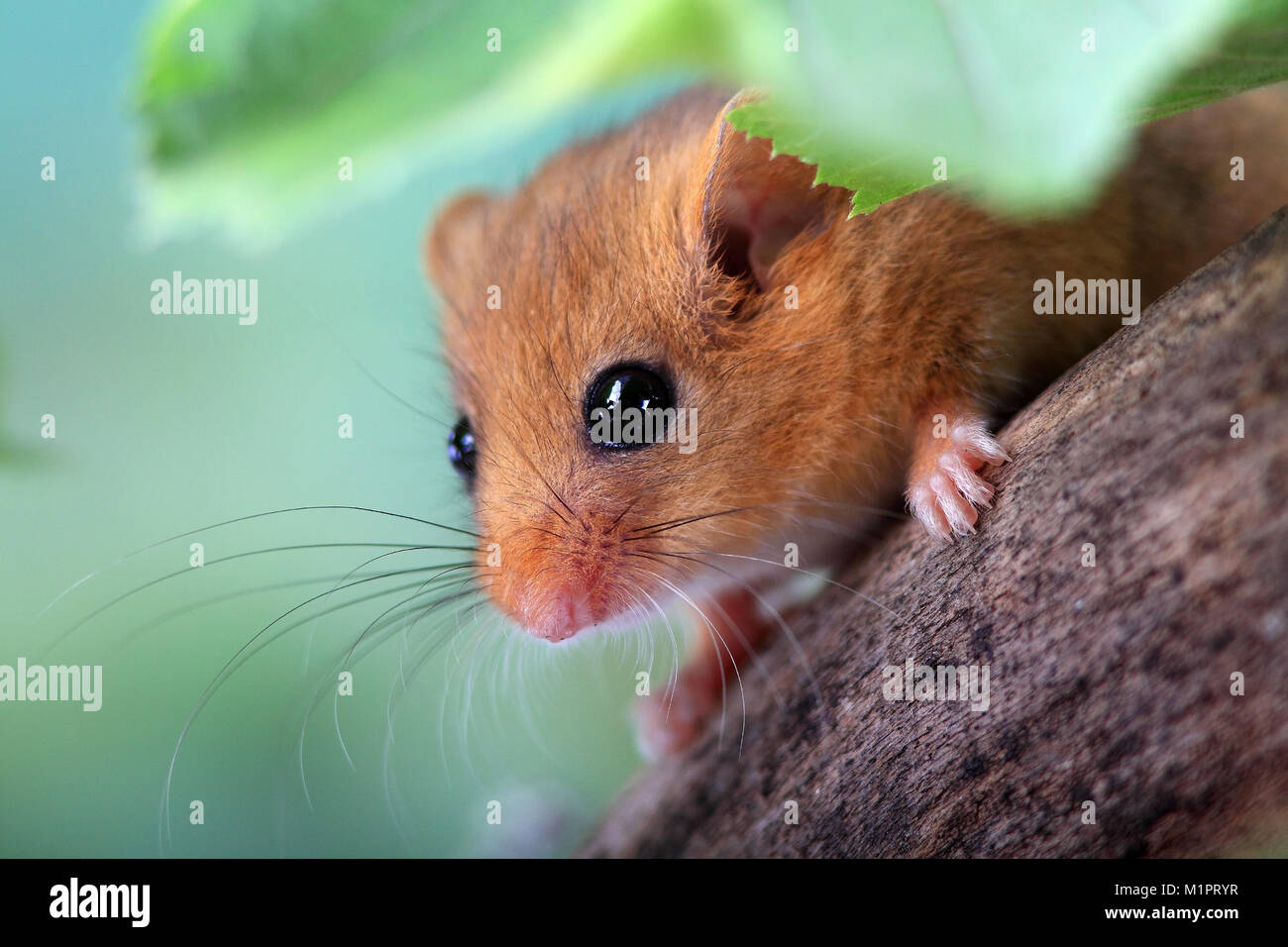 Dormouse food -Fotos und -Bildmaterial in hoher Auflösung – Alamy