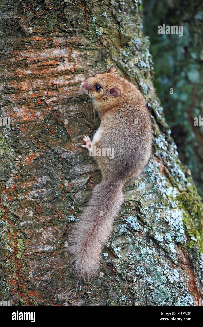 Siebenschläfer Glis Glis