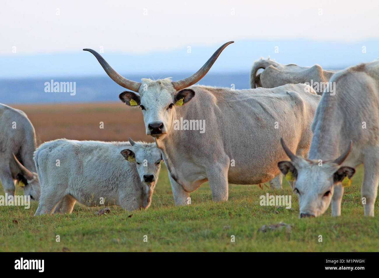 Ungarische steppe Rinder, Ungarische Steppenrinder Bos primi Genius ...