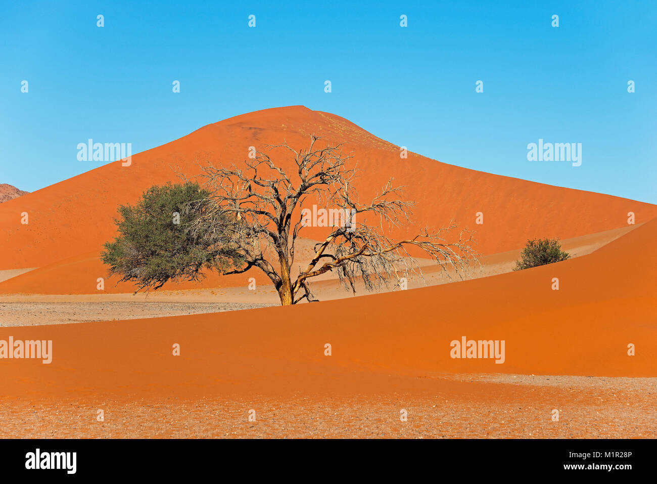 Düne 45, Namib-Naukluft Park, Namib Wüste, NamibiaDuene 45, Namib ...
