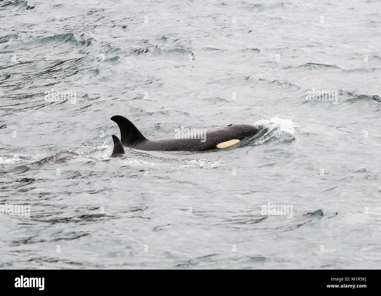 Female orca -Fotos und -Bildmaterial in hoher Auflösung – Alamy
