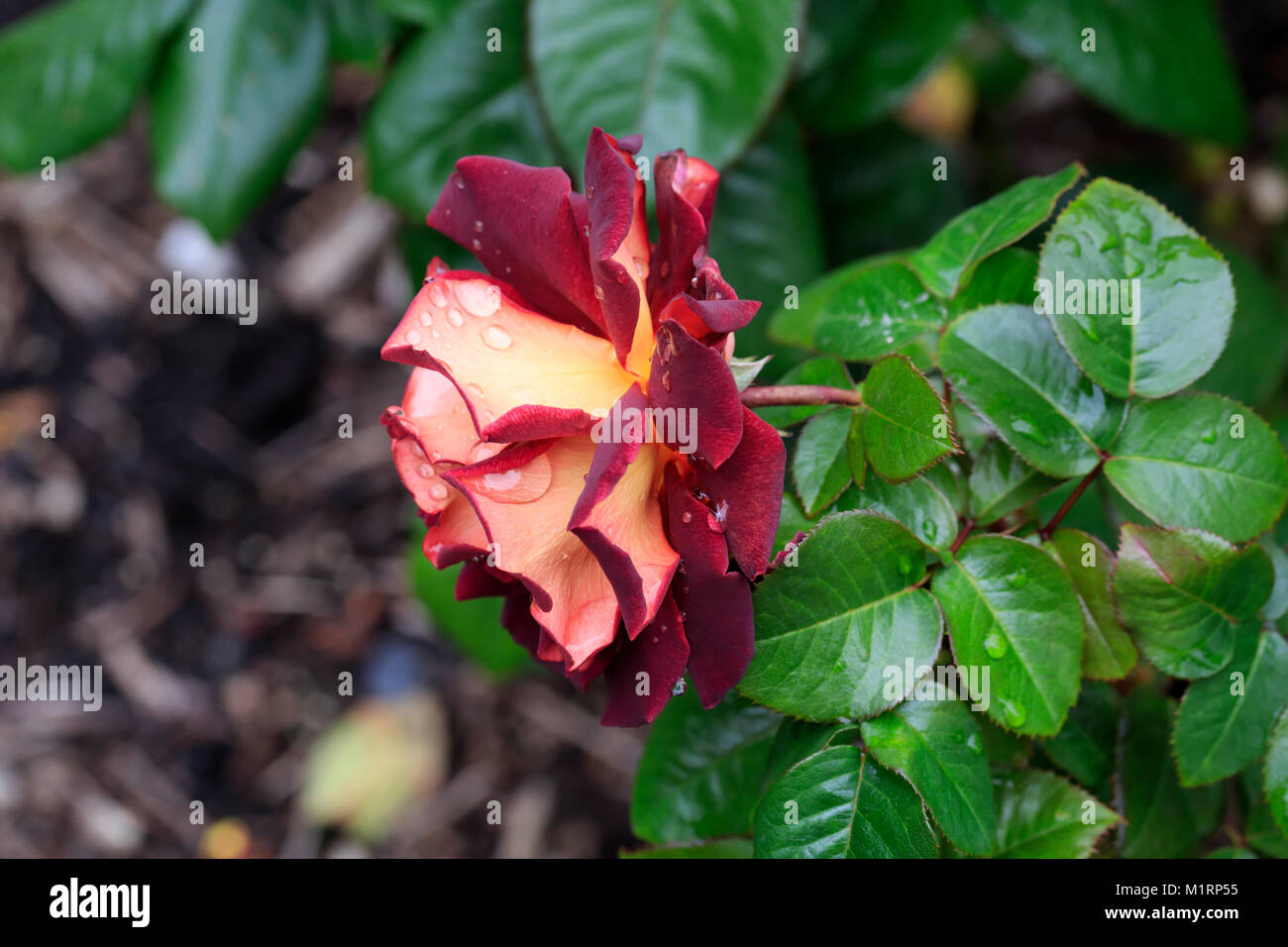 Hybrid tea rose modern -Fotos und -Bildmaterial in hoher Auflösung – Alamy