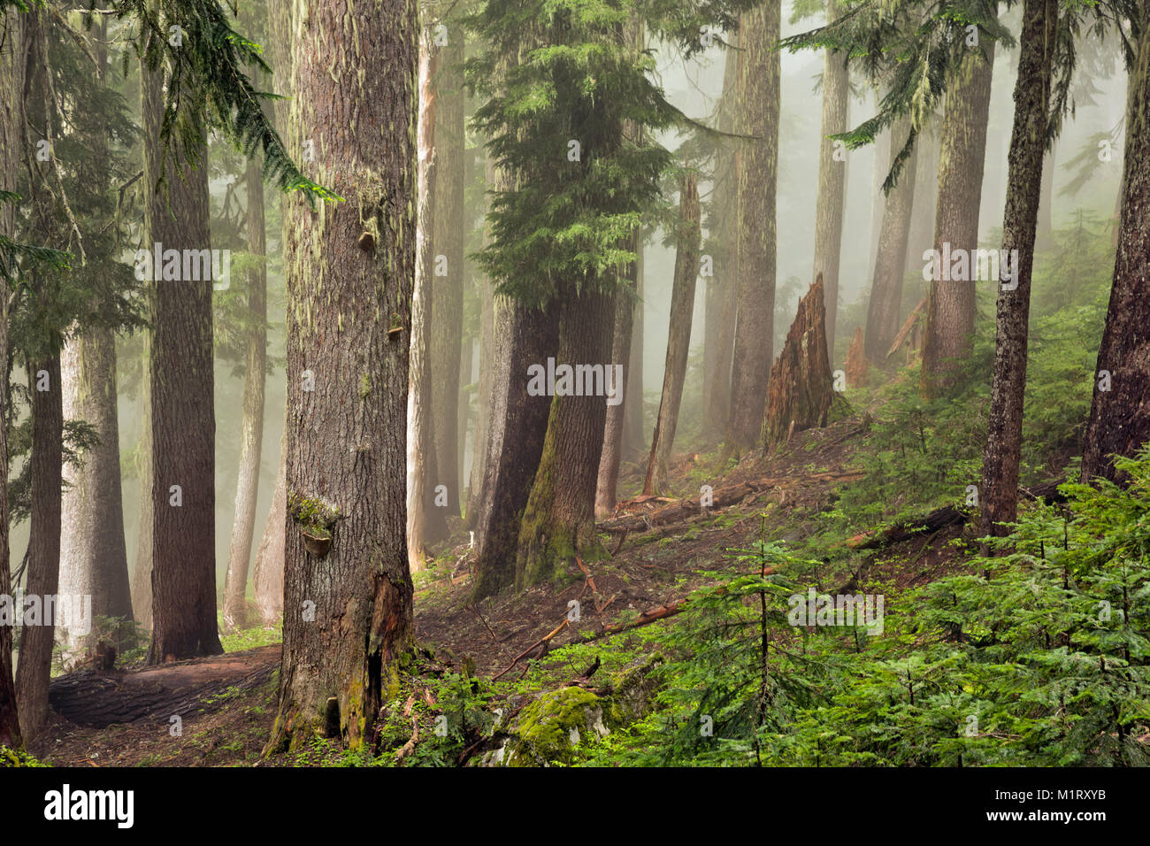 Berg vergessene spur -Fotos und -Bildmaterial in hoher Auflösung – Alamy
