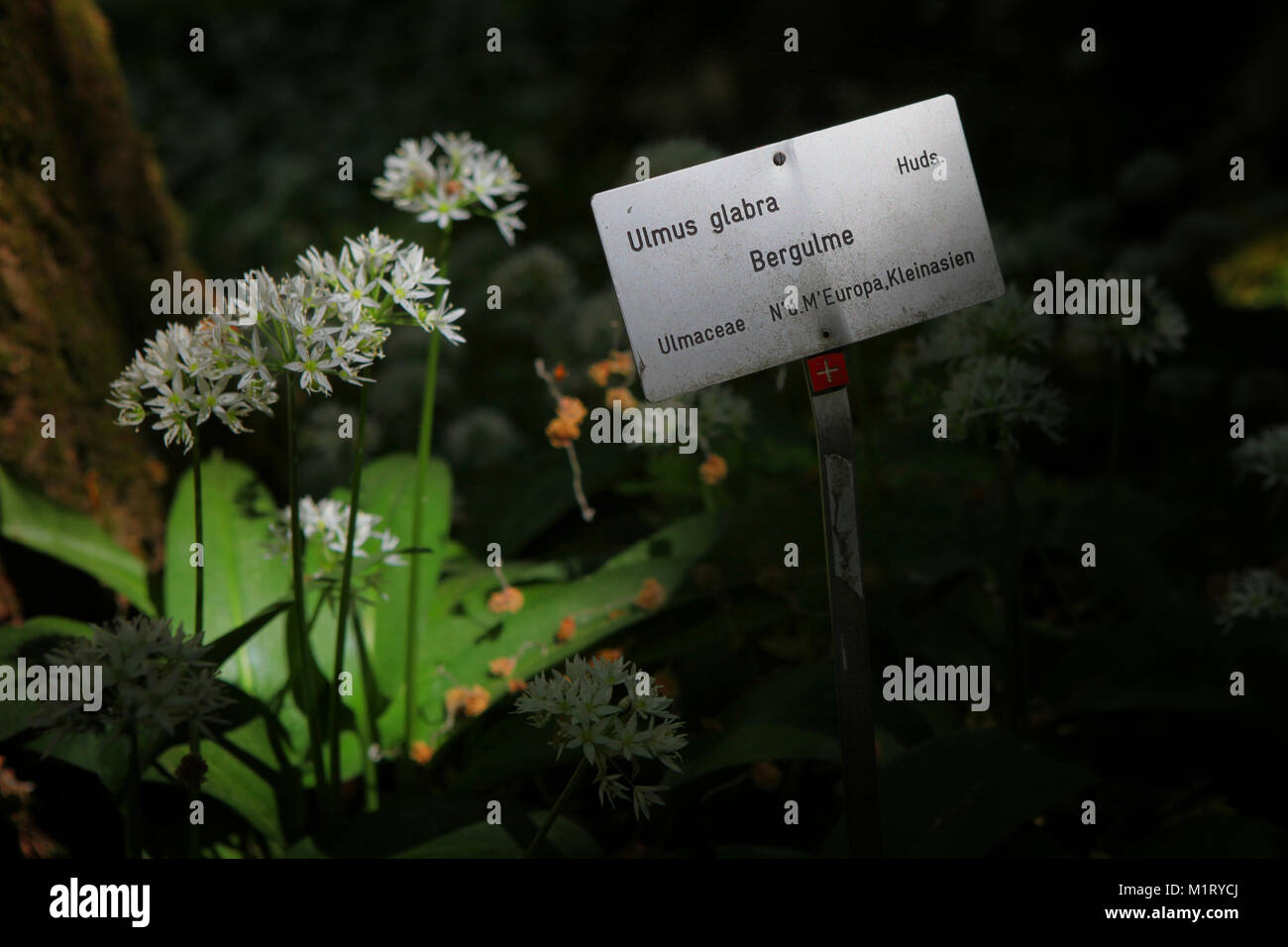 Taxonomie klassifizierung -Fotos und -Bildmaterial in hoher Auflösung – Alamy