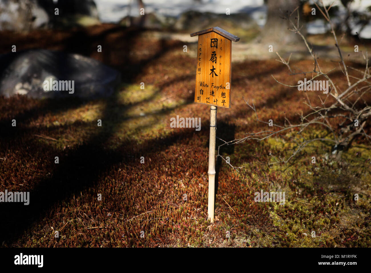 Taxonomie klassifizierung -Fotos und -Bildmaterial in hoher Auflösung – Alamy