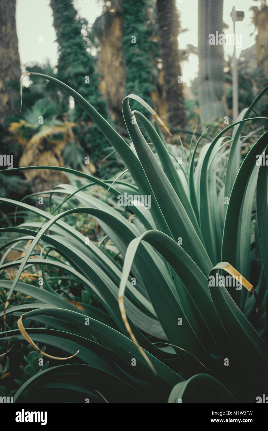 Perfil de Agave, Agavaceae, que muestra Las Hojas verdes En el parque ...