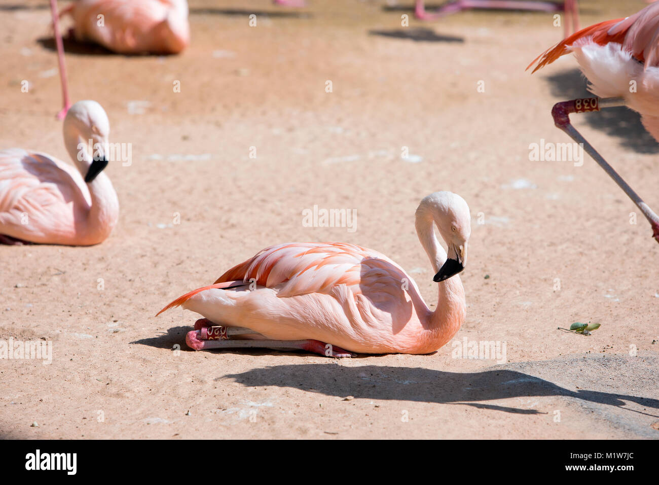 Tiere im Zoo. Verschiedene wilde Tiere Foto. 068 Stockfotografie - Alamy
