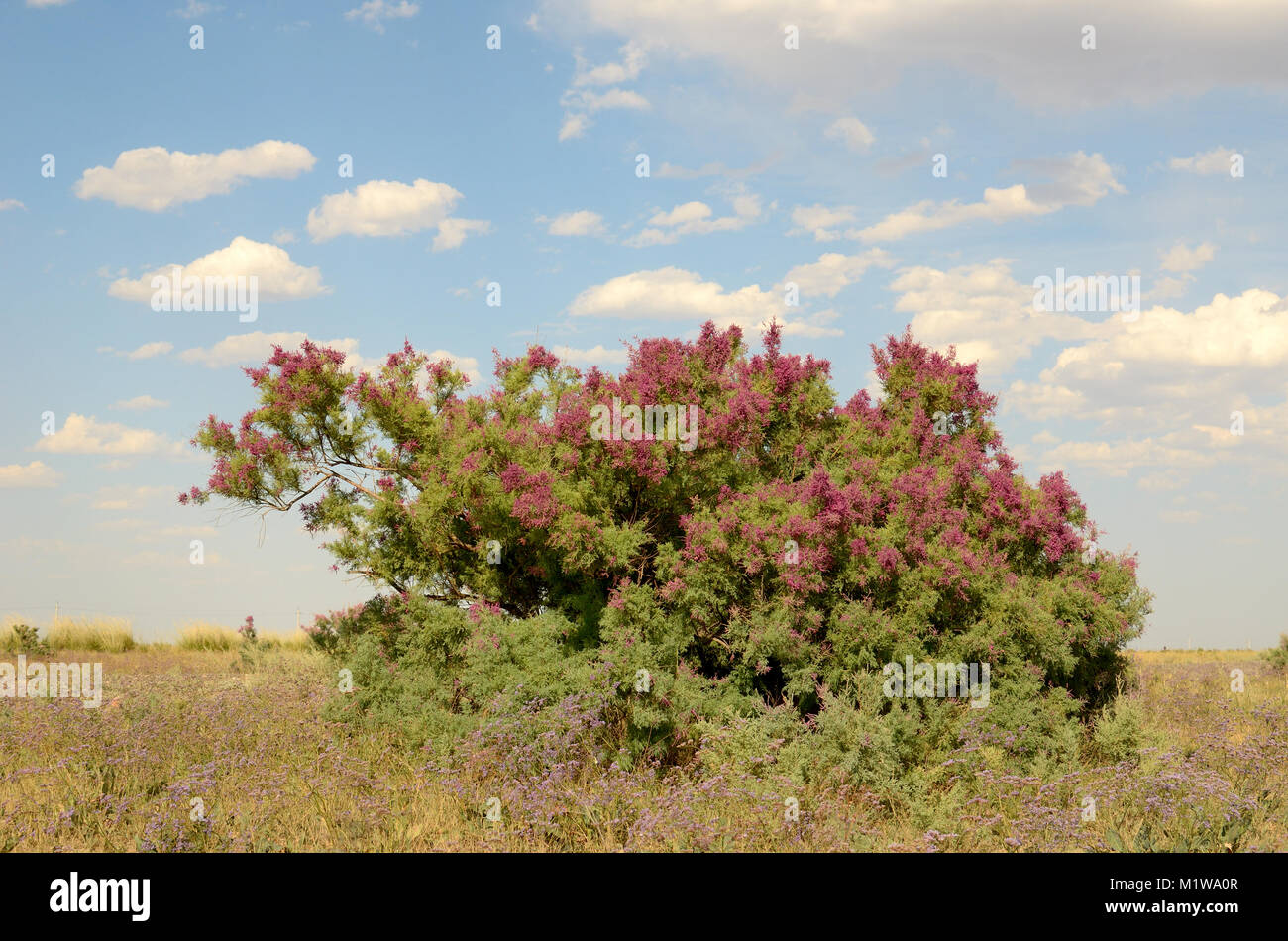 Salt tree -Fotos und -Bildmaterial in hoher Auflösung – Alamy