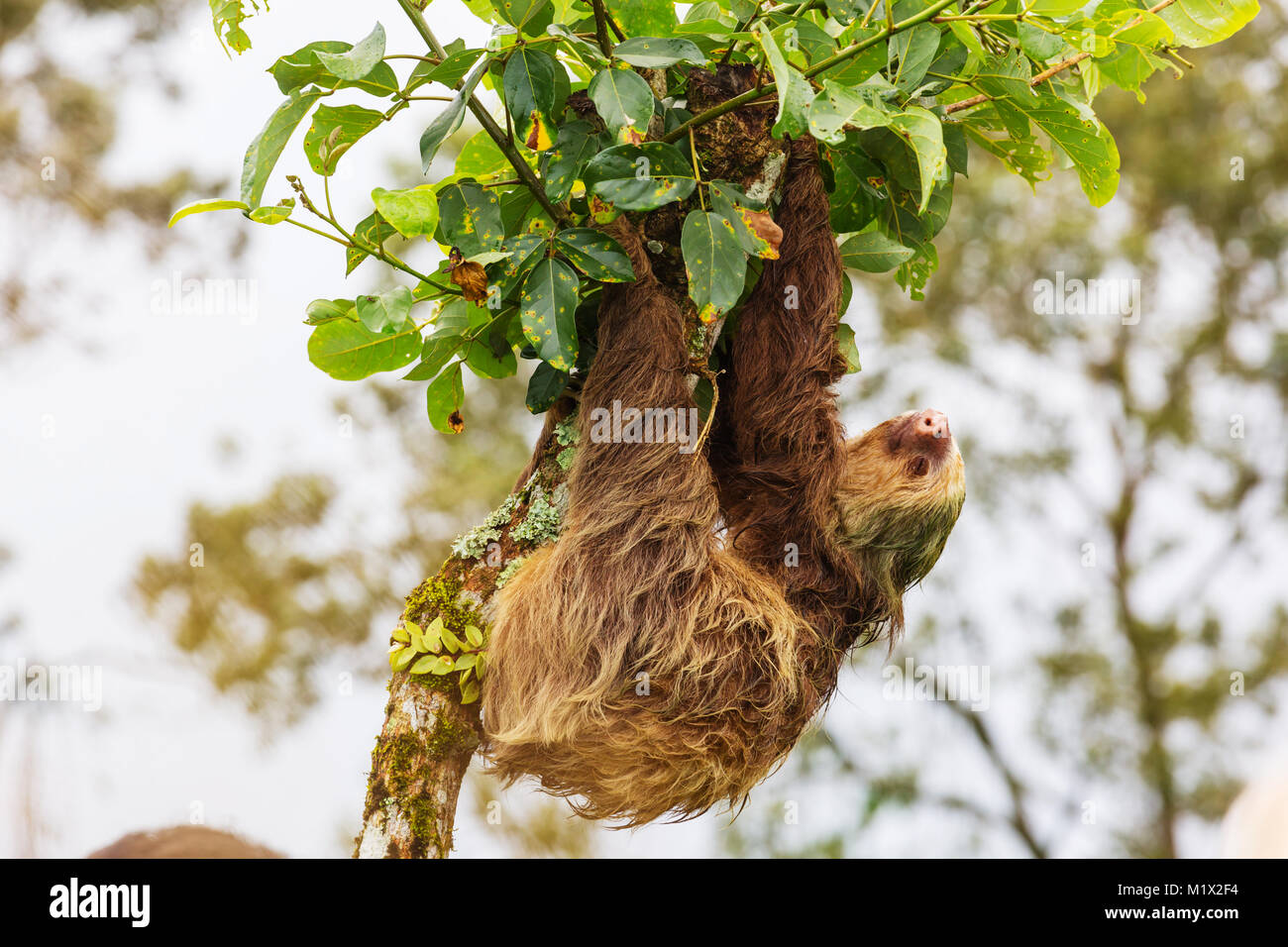 Das faultier auf den Baum in Costa Rica, Mittelamerika Stockfotografie ...
