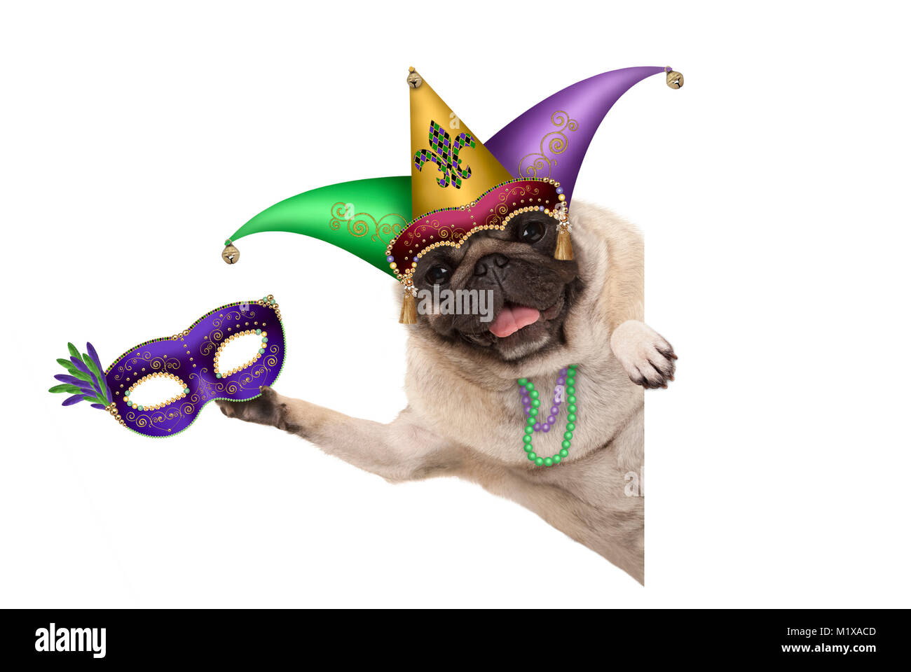 Dicker mops -Fotos und -Bildmaterial in hoher Auflösung – Alamy