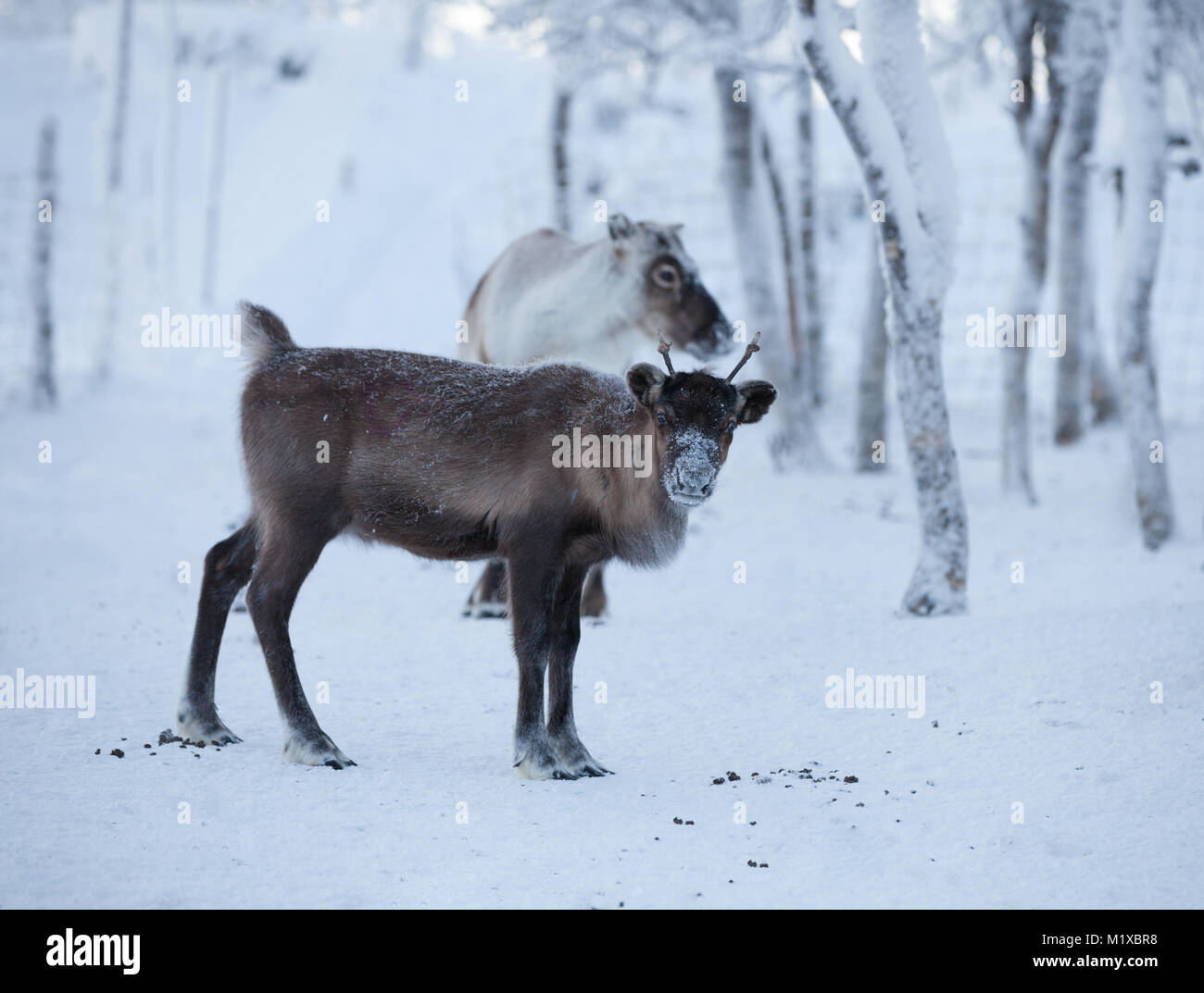 Rentier kalb -Fotos und -Bildmaterial in hoher Auflösung – Alamy