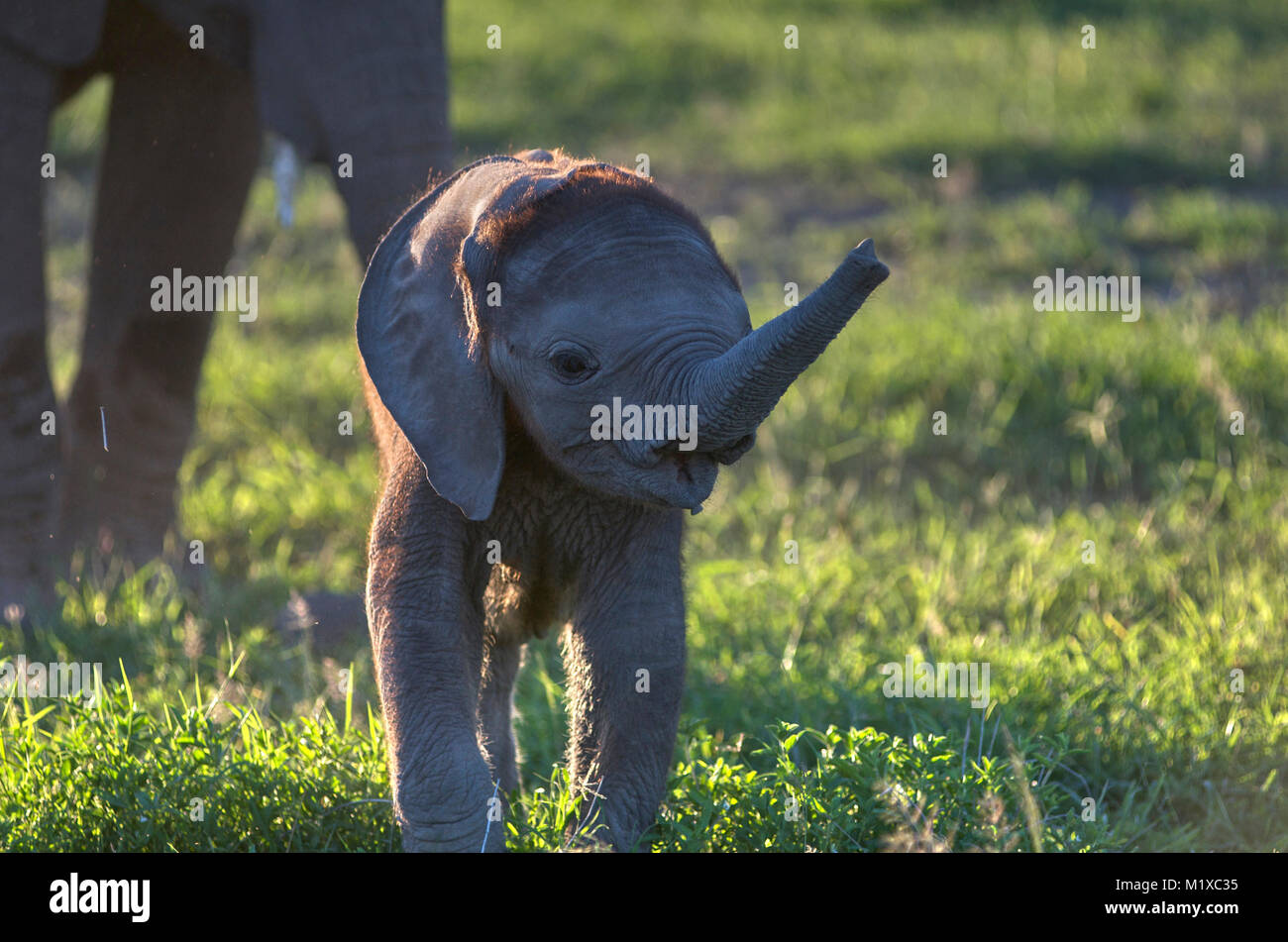 Sehr junger afrikanischer Elefant (Loxodonta africana) mit rotem Fell ...