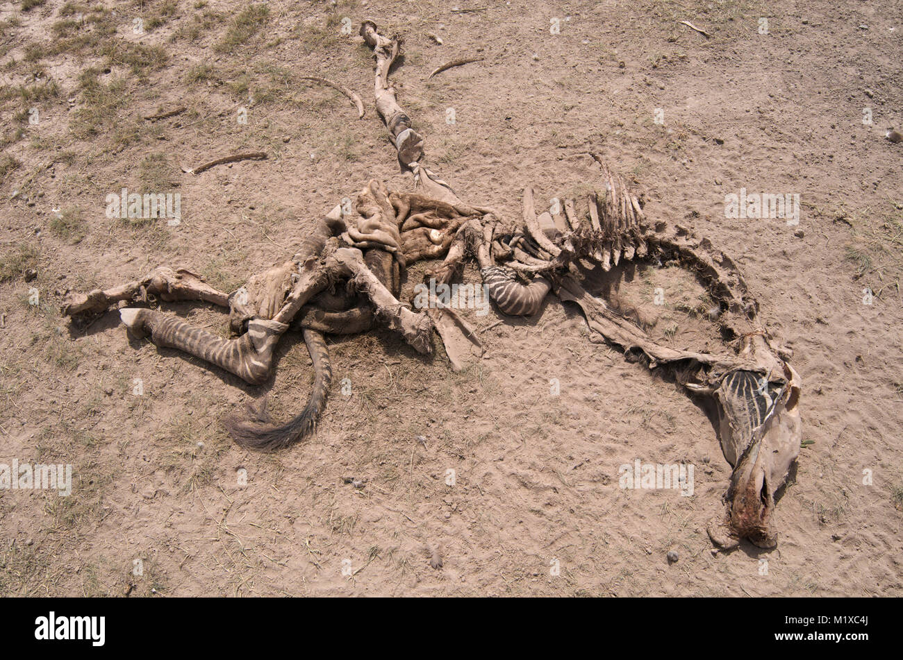 Dead zebra -Fotos und -Bildmaterial in hoher Auflösung – Alamy