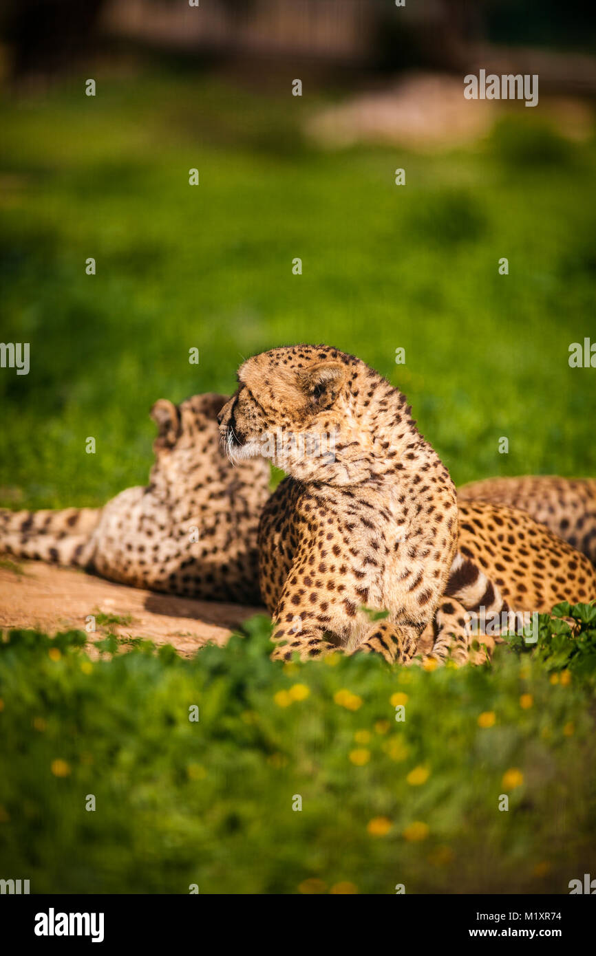Gepard tier -Fotos und -Bildmaterial in hoher Auflösung – Alamy