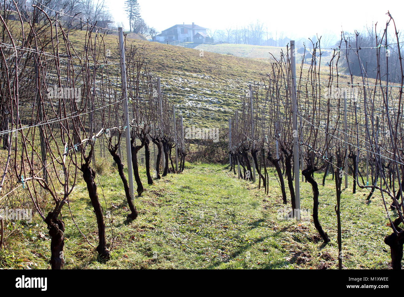 An Stangen Gebunden Stockfotos und -bilder Kaufen - Alamy