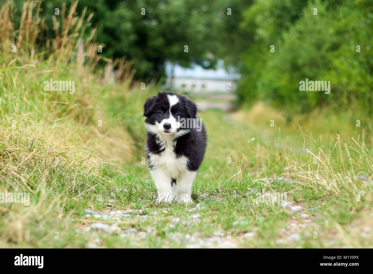 Cute border collie puppy -Fotos und -Bildmaterial in hoher Auflösung ...