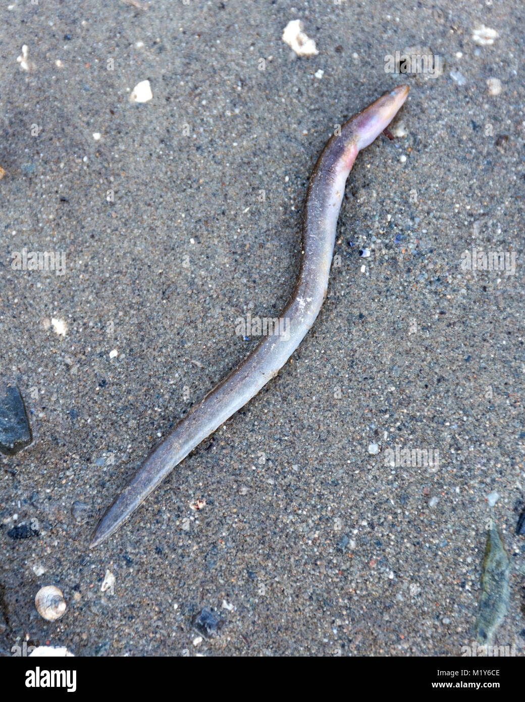 Ein junger amerikanischer Aal (Anguilla rostrata) auf das Watt gefroren ...