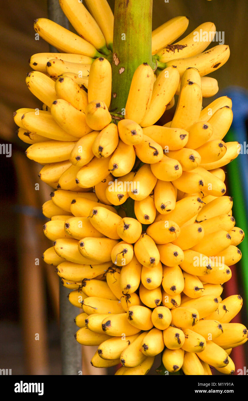 Cavendish banana tree -Fotos und -Bildmaterial in hoher Auflösung – Alamy