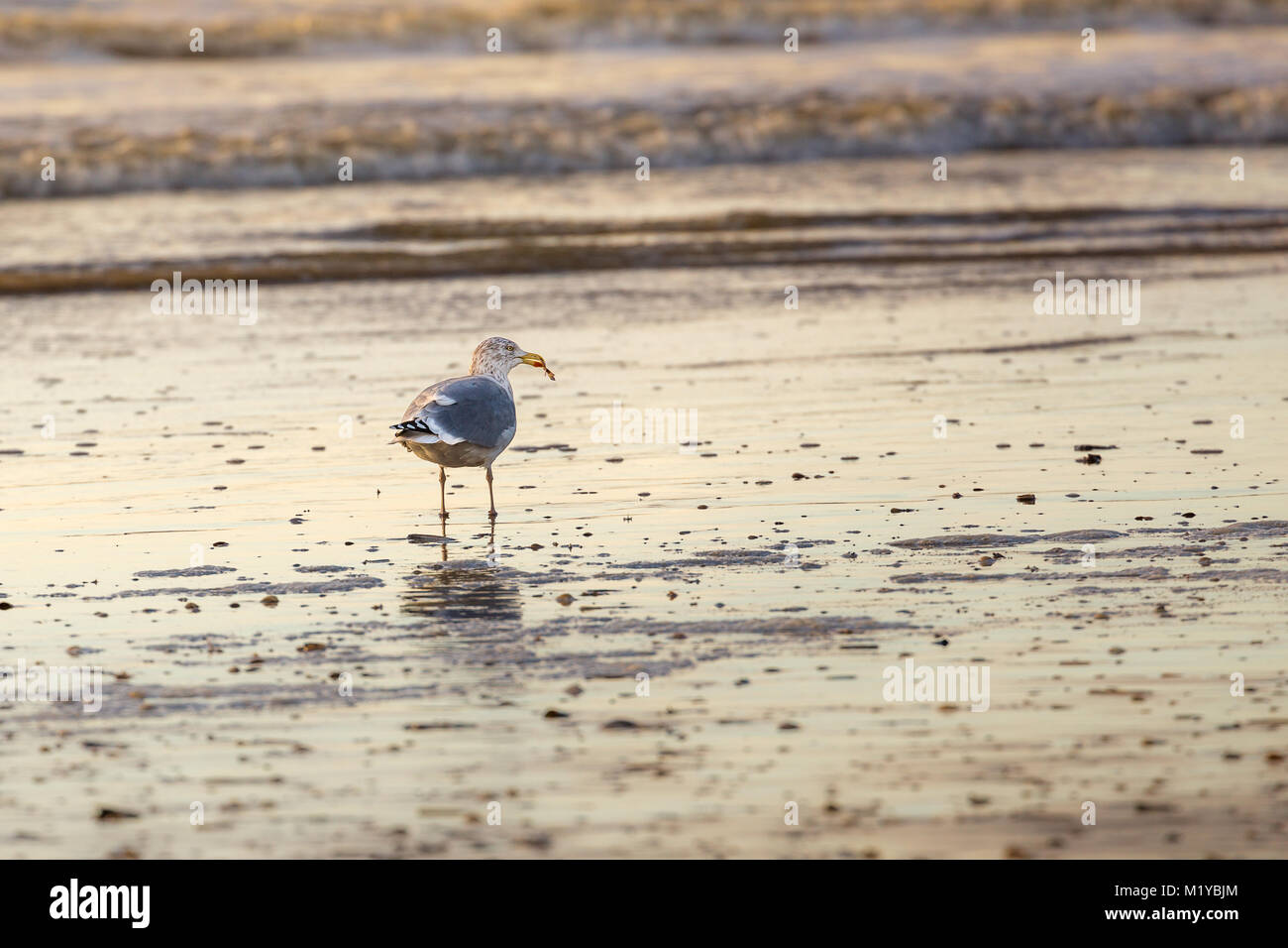 Möwe mit Essen am Strand Stockfotografie - Alamy