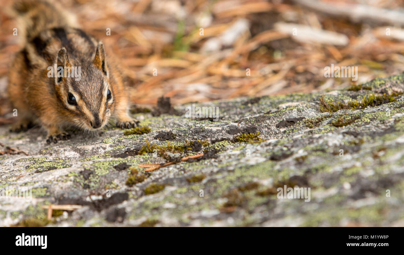 Neugierige nagetiere -Fotos und -Bildmaterial in hoher Auflösung – Alamy
