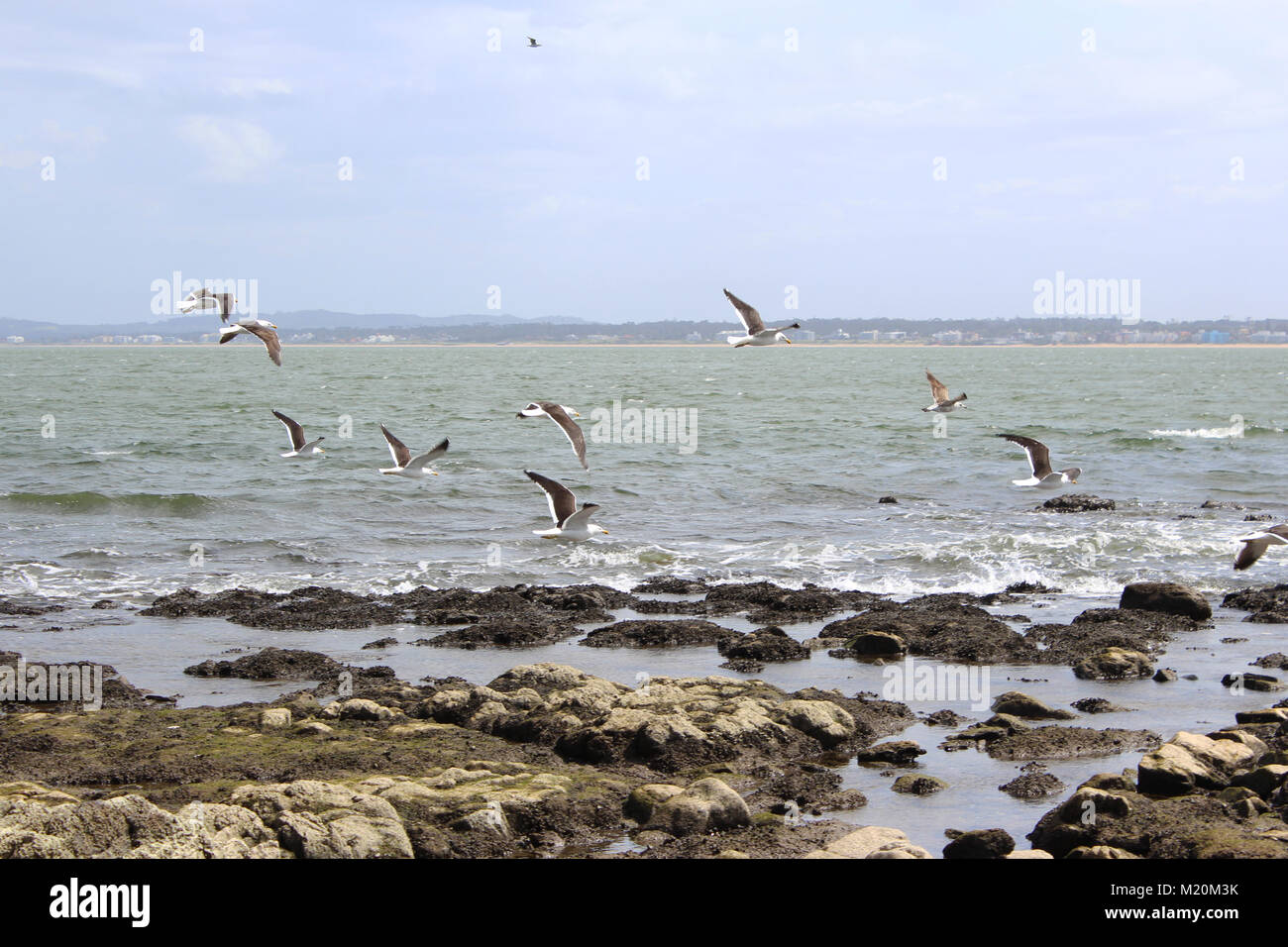 Möwe fliegen -Fotos und -Bildmaterial in hoher Auflösung – Alamy