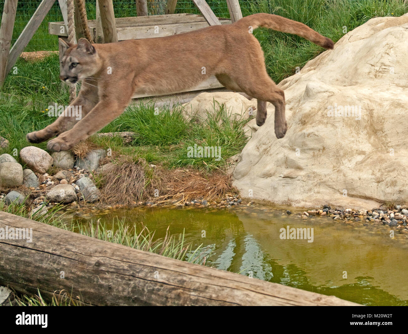Puma concolor jumping -Fotos und -Bildmaterial in hoher Auflösung – Alamy